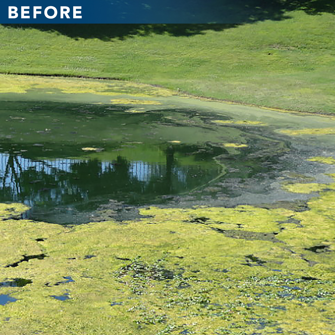 Golf Course Ponds - AquaNatural Solutions