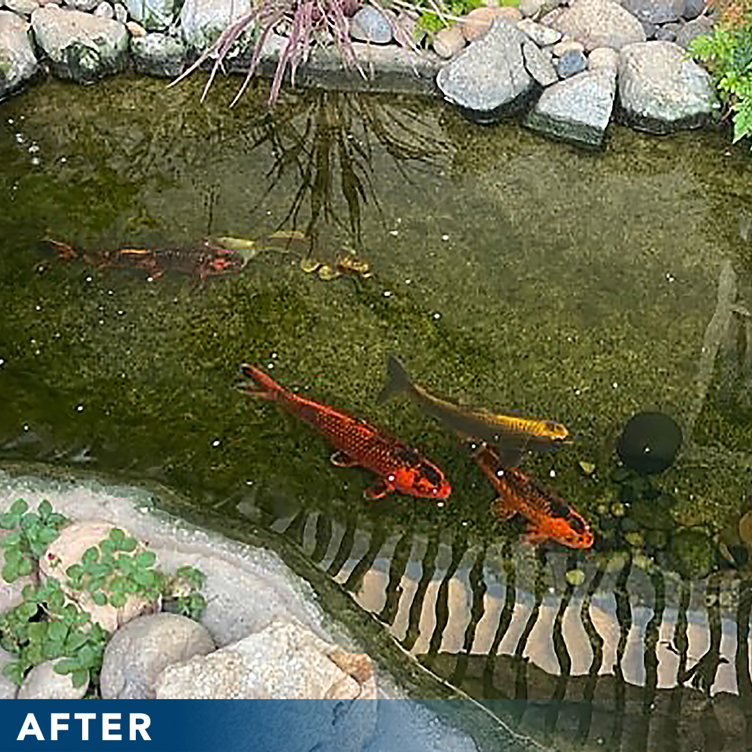 Koi Ponds - AquaNatural Solutions
