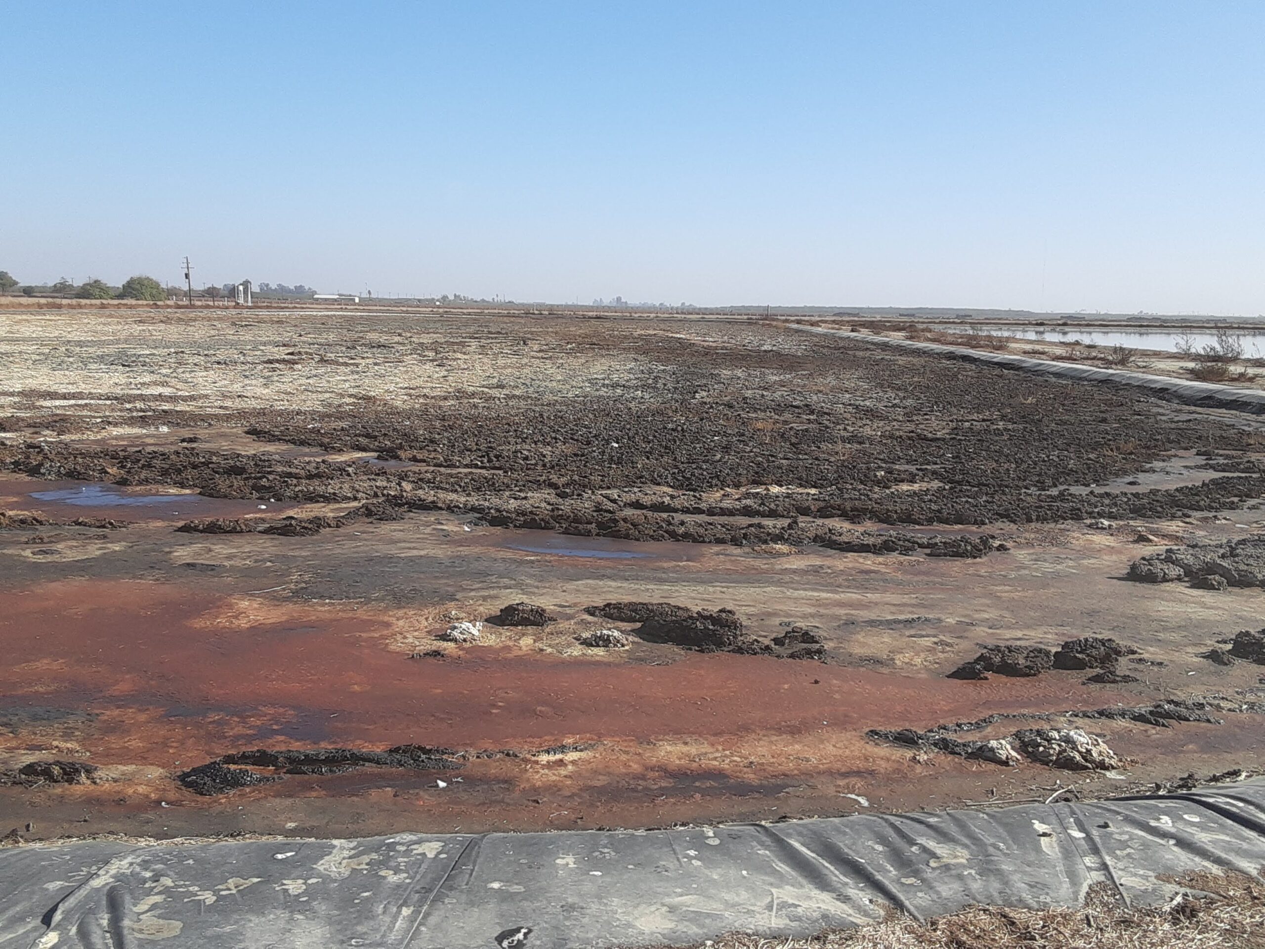 Wastewater Pond at Rendering Plant in California - AquaNatural Solutions